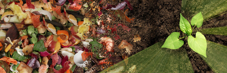Spiritual Composting: A Prodigal Daughter’s Return – Kindred Magazine