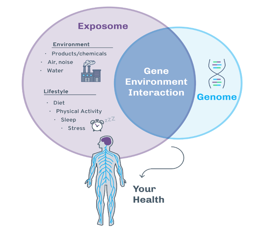 The Human Exposome And Your Pathway To Buoyancy – Kindred Media