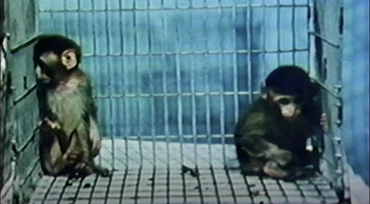 Rock-a-bye Baby Documentary: The Harlow Monkey Experiment – Kindred Magazine