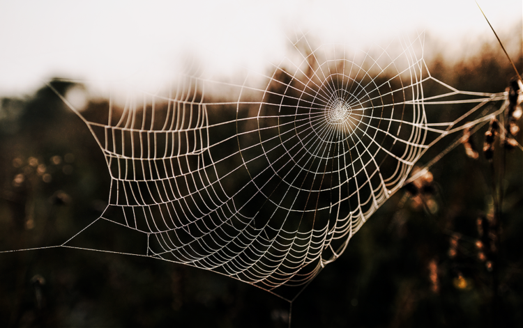 The Web of Meaning: The Introduction to the Book by Jeremy Lent ...