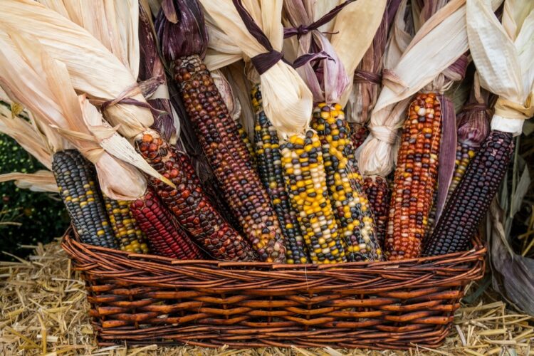 Resources For Decolonizing And Indigenizing Thanksgiving – Kindred Magazine