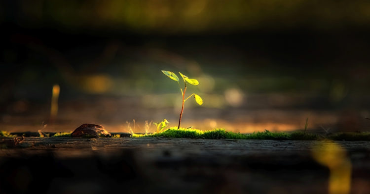 Ecocentrism: What May Be Needed to Save Our Species – Kindred Media